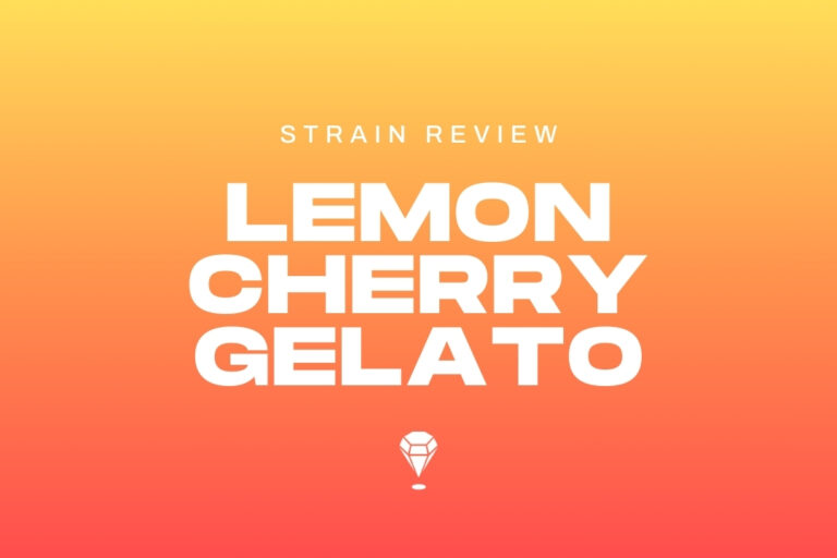 Lemon Cherry Gelato Strain Review | Melee Dose